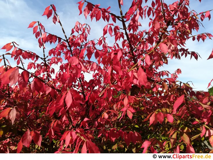 Baum mit roten Blättern - Foto zum Thema Herbst Baum mit roten Blättern - Foto zum Thema Herbst