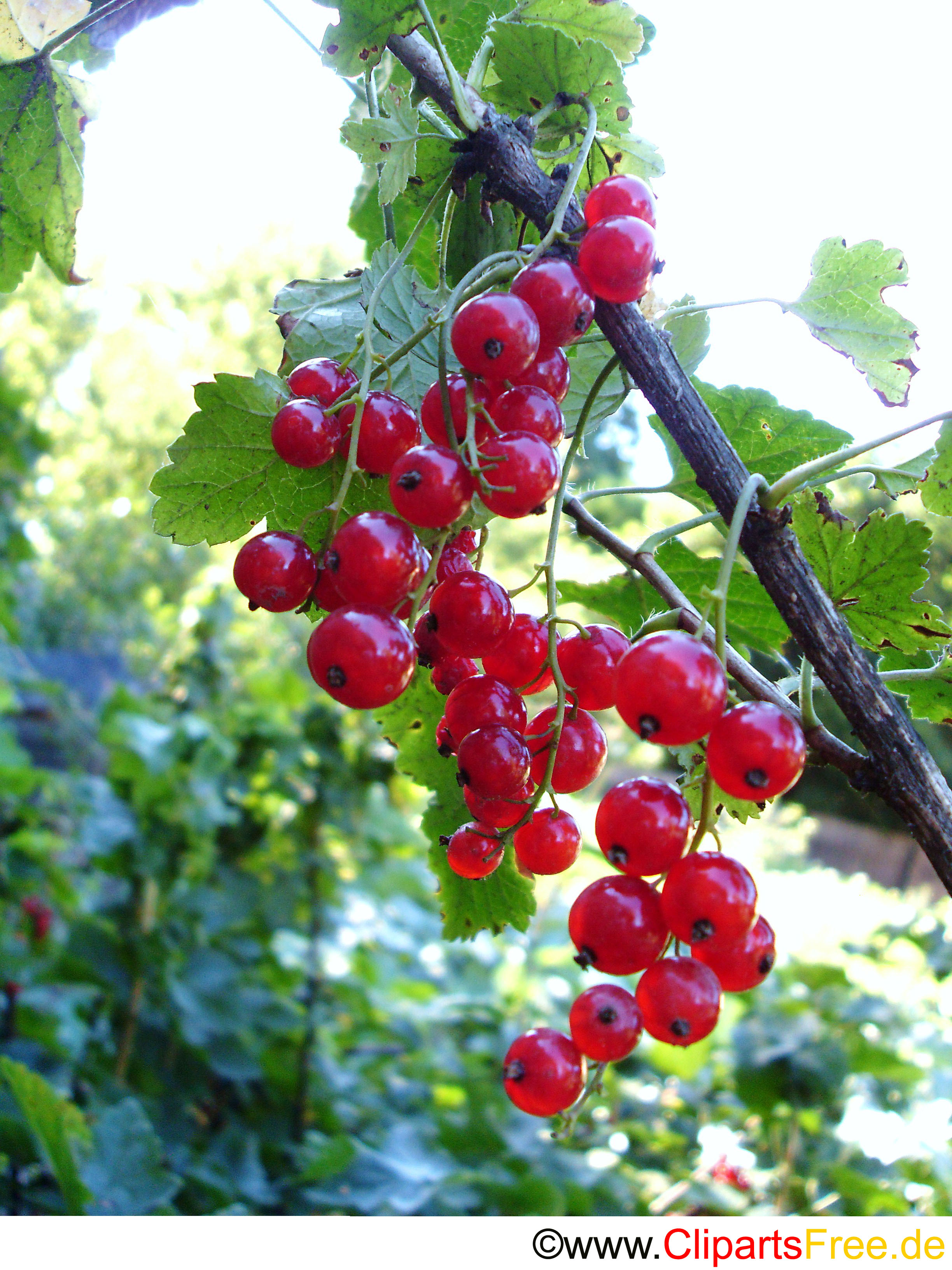 Foto rote Johannisbeeren