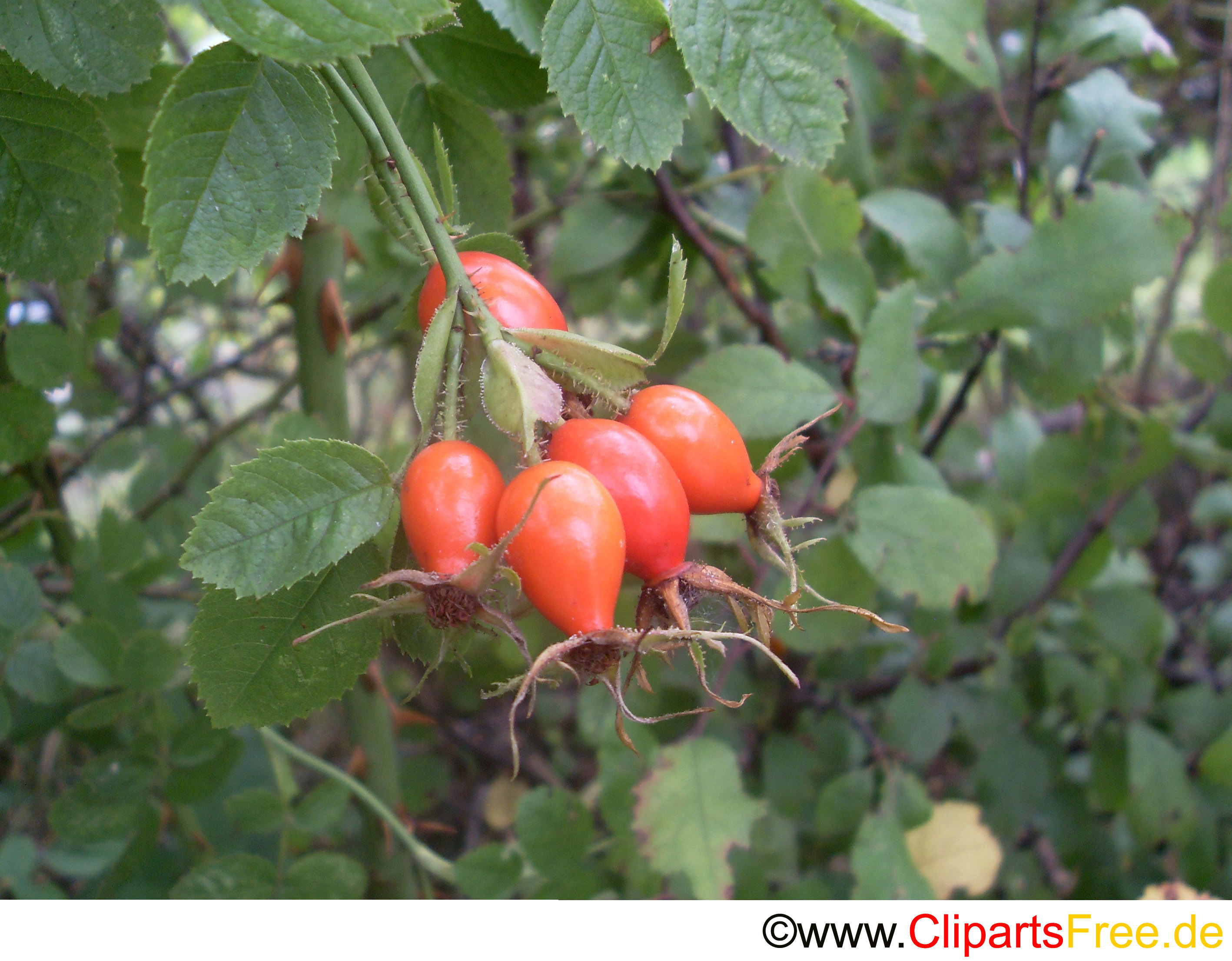 Hagebutte Foto kostenlos